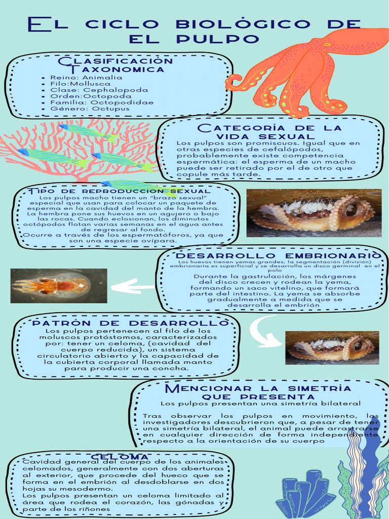 El Ciclo Biológico de El Pulpo: Clasificación Taxonomica | PDF | Pulpo | Moluscos