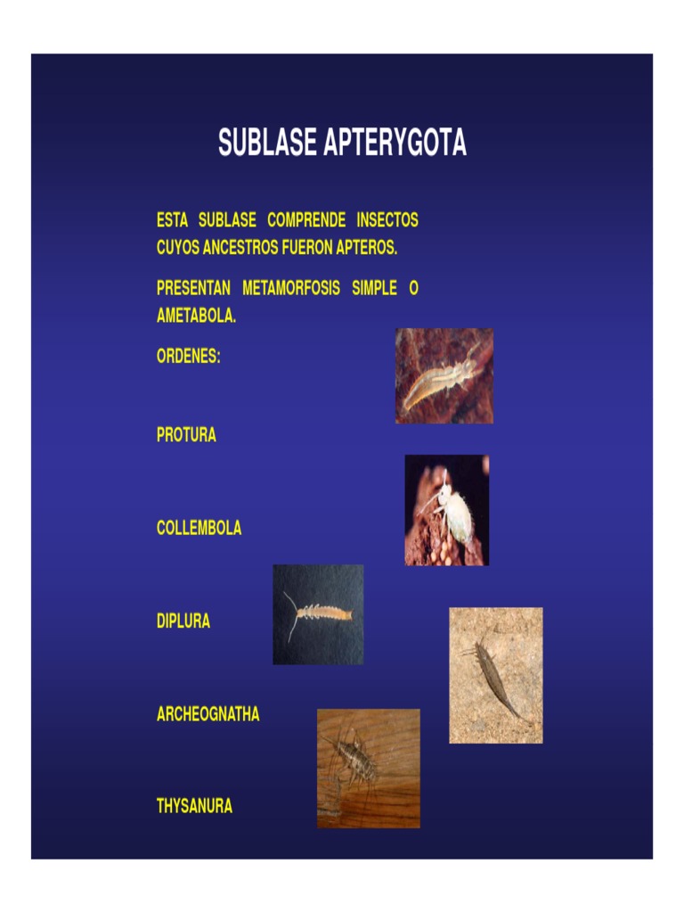 APTERYGOTA | PDF | Insectos | Hexapoda