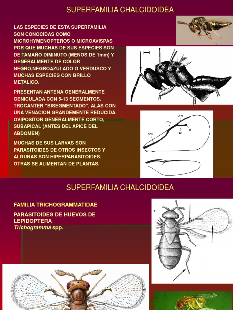 Hymenoptera de Chalcidoidea A Apidae | PDF | Insectos | Insectos y humanos