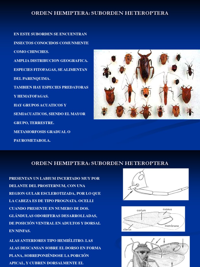 Hemiptera-Heteroptera Hasta Reduviidae A | PDF | Insectos | Hexapoda