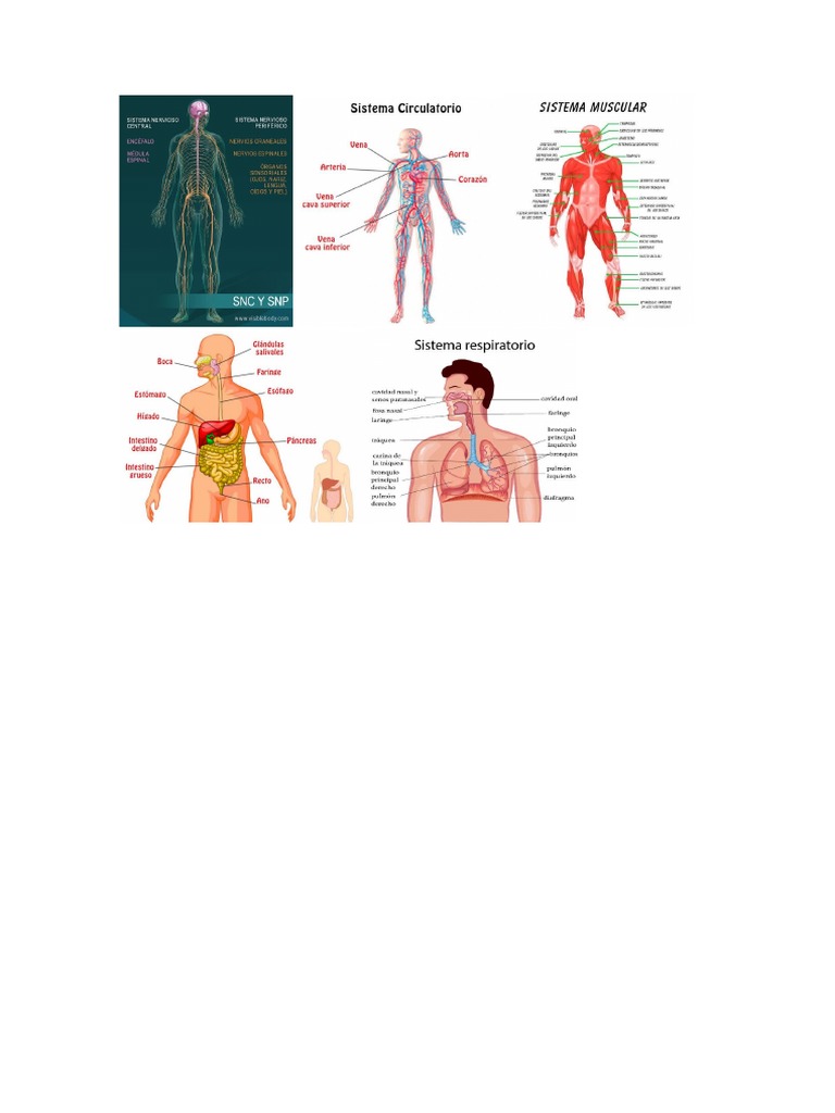 Sistema Humano | PDF