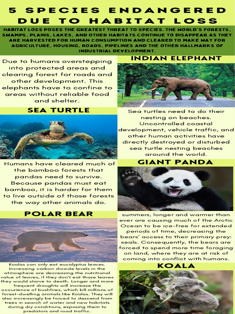5 Animals Endangered by Global Warming | PDF | Sea Turtle | Habitat