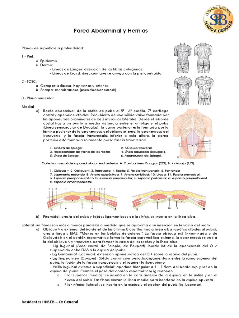 Hernias | PDF | Abdomen | Anatomía humana