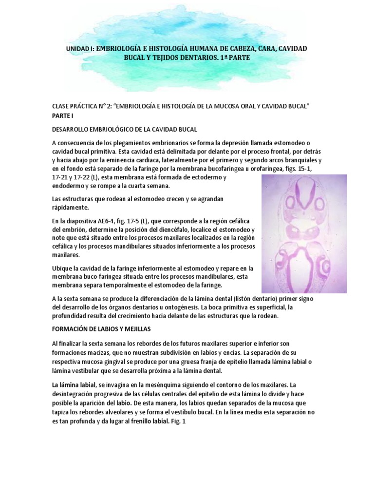 Clase Practica 2-Morfofunción LL (Embriologia) | Descargar gratis PDF ... Clase Practica 2-Morfofunción LL (Embriologia) | Descargar gratis PDF ...