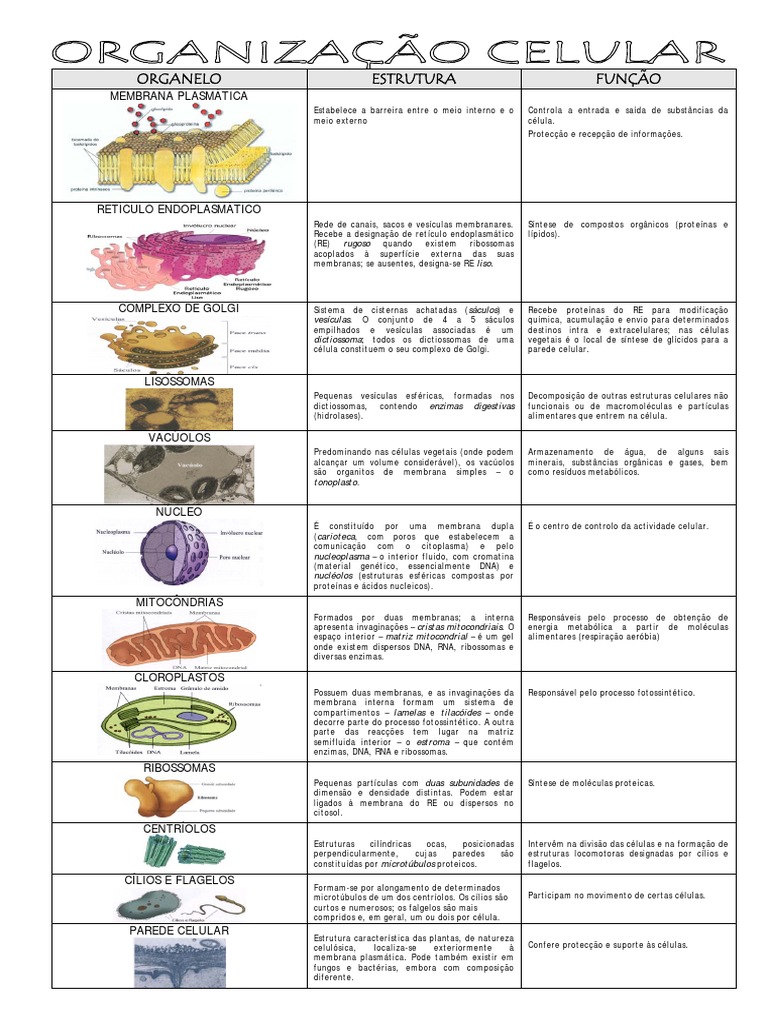 Organelos celulares e suas funções | PDF | Célula (Biologia) | Organelo