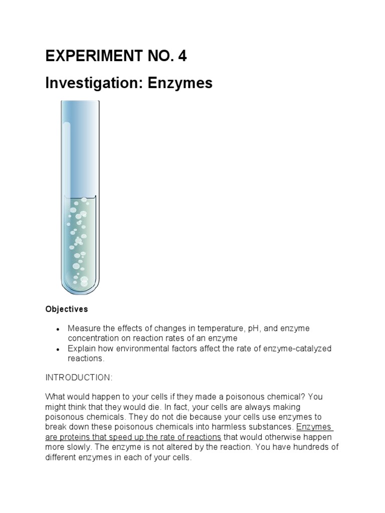 Experiment 5 - Enzymes Part Ii | PDF | Catalase | Chemical Reactions