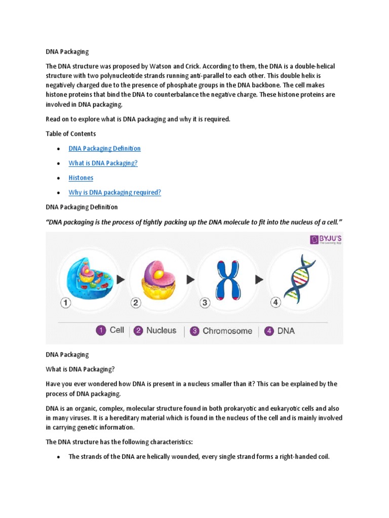 DNA Packaging | PDF | Histone | Chromatin