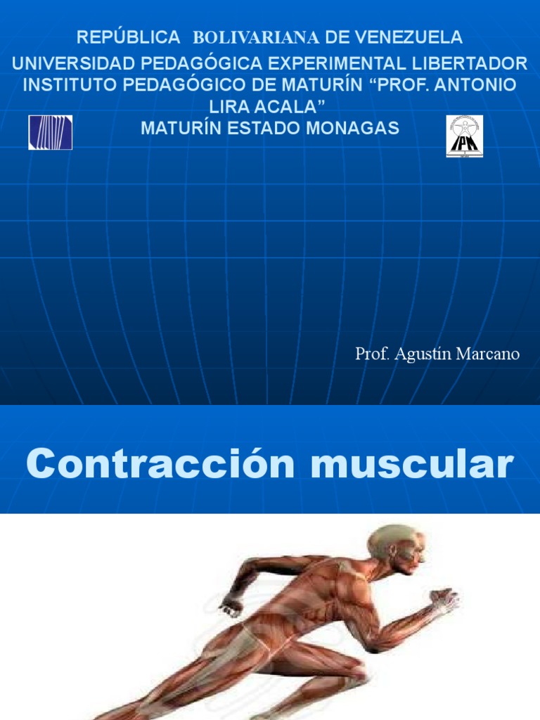 Tipos y Mecanismos de Contracción Muscular | PDF | Músculo esquelético ...