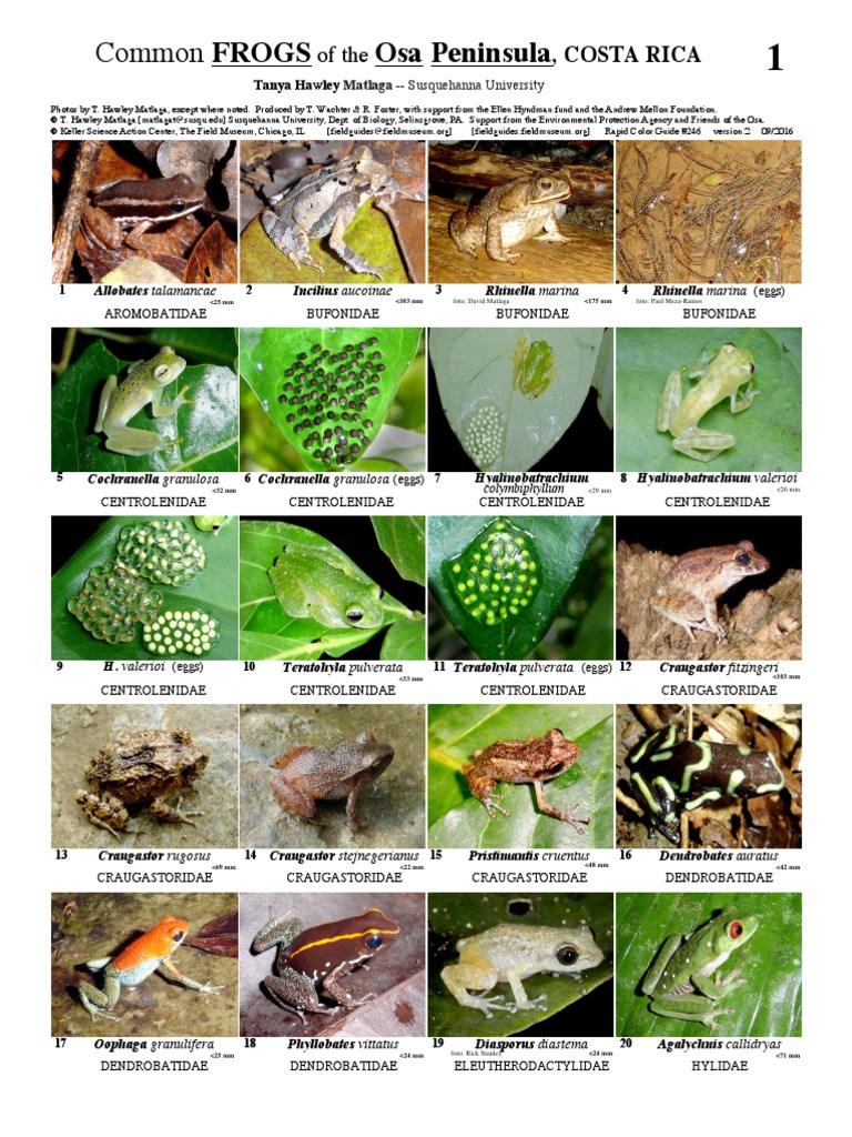 246 Costa Rica Frogs of Osa Peninsula v2 1 | PDF | Aquatic Organisms ...