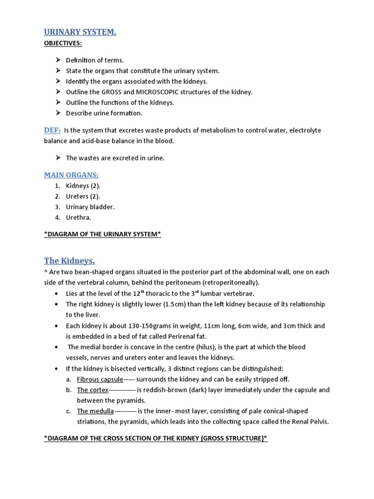 Urinary System Anatomy Guide | PDF | Kidney | Urinary Bladder