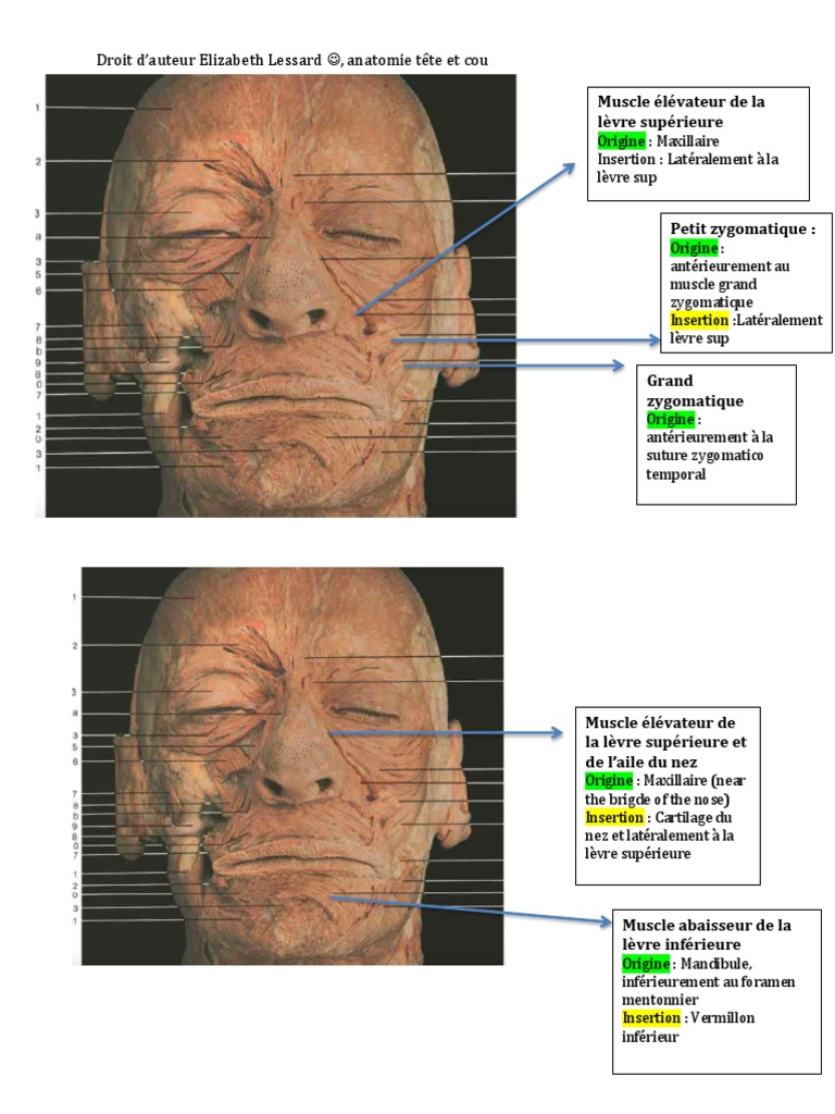 Anatomie des muscles et nerfs du cou | PDF | Cou | Anatomie
