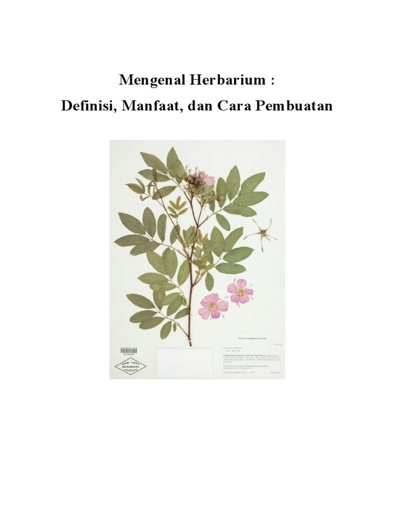 Mengenal Herbarium | PDF