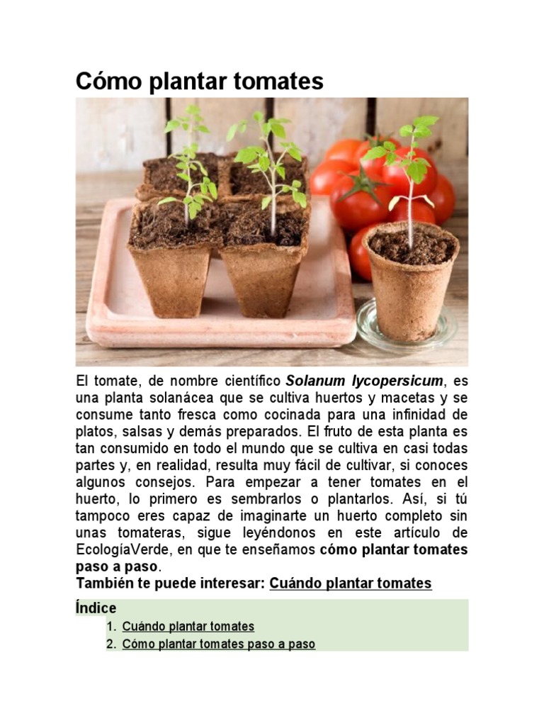 Cómo Es El Cultivo de Tomate | PDF | Tomate | Riego