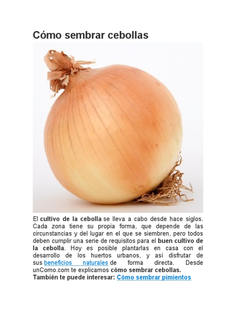 Cómo Es El Cultivo de Cebolla | PDF | Siembra | Cebolla