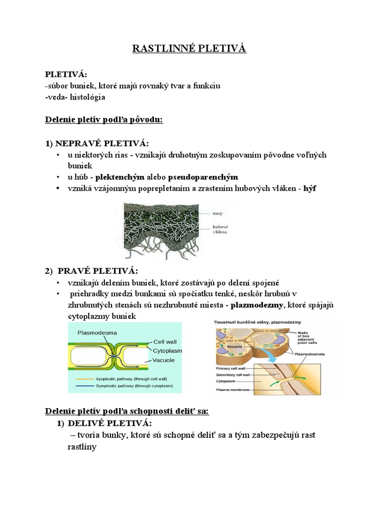 Rastlinné Pletivá | PDF