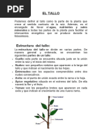 Partes Del Tallo y Sus Funciones | PDF | Tallo de la planta | Plantas