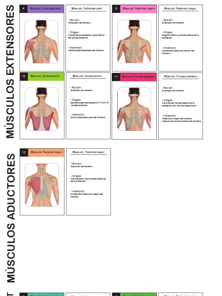Fichas Musculos Rot Add y Ext | PDF | Hombro | Sistema musculoesquelético