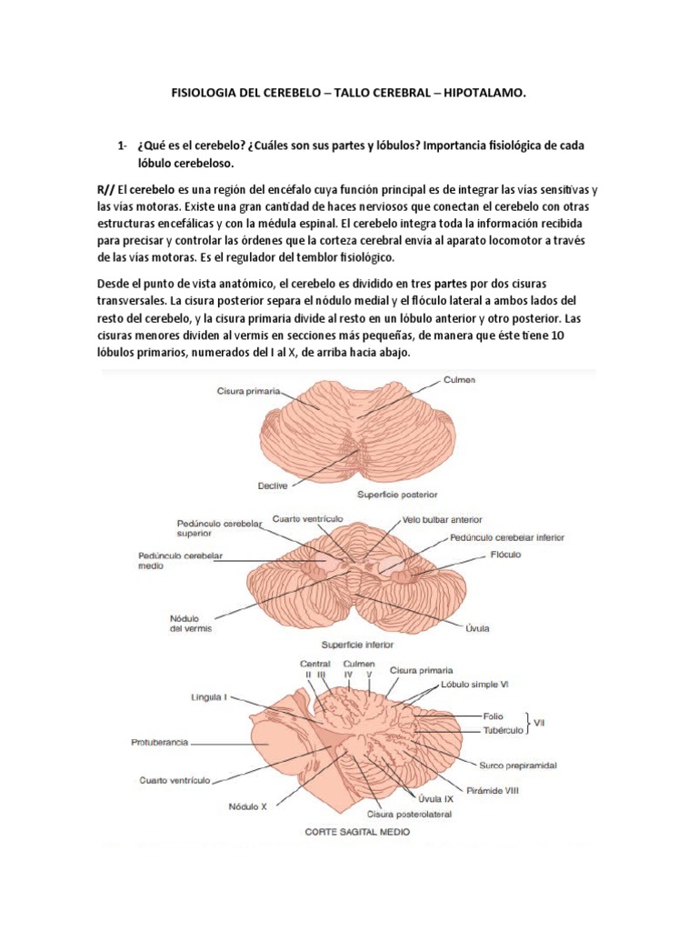 Fisiologia Del Cerebelo | PDF | Cerebelo | Cerebro