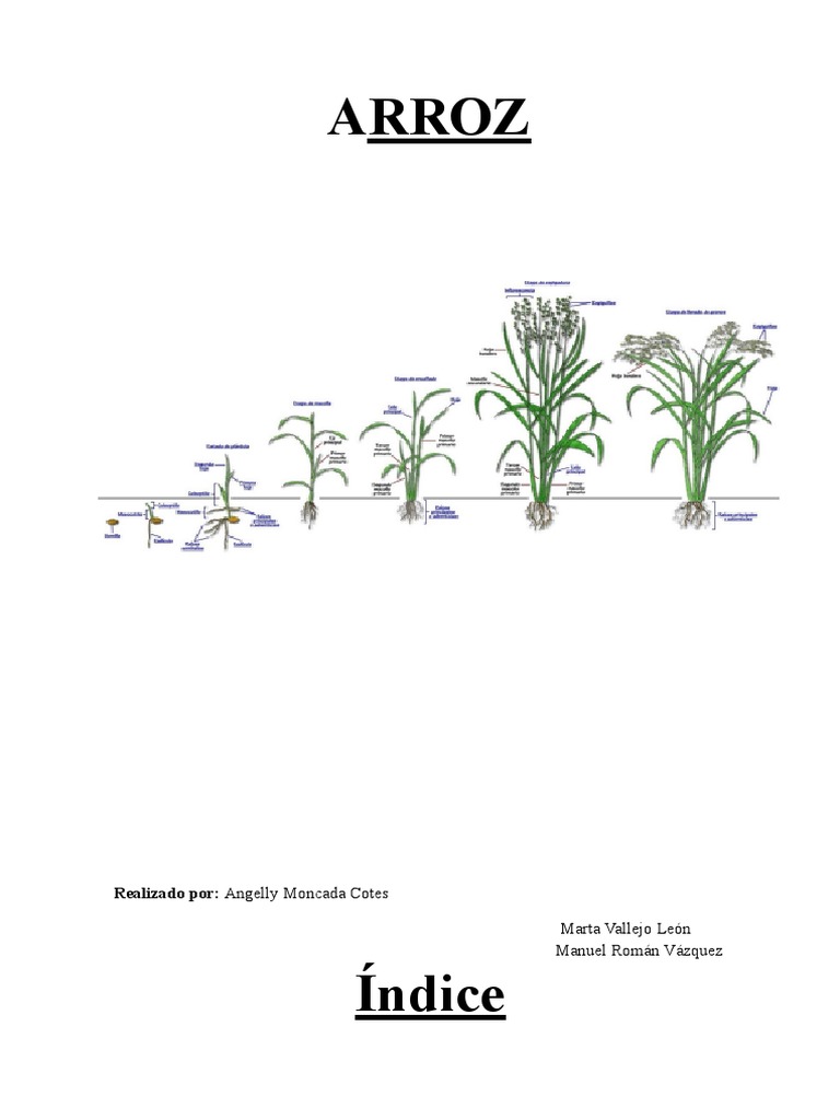 Arroz | PDF | Arroz | Cereales