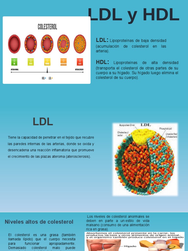 LDL y HDL | PDF | Colesterol | Lipoproteína de alta densidad