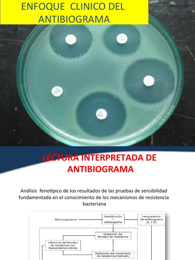 Lectura Interpretada de Antibiograma | PDF | Beta lactamasa | Penicilina