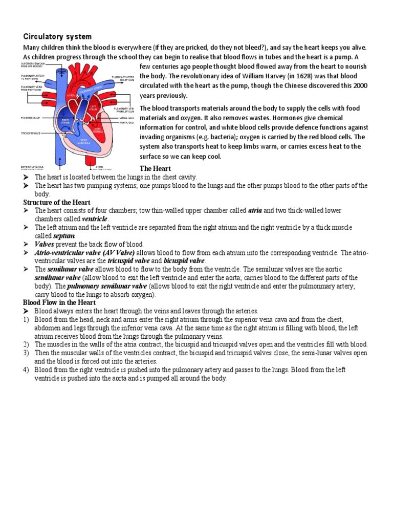 Circulatory System | PDF | Heart | Atrium (Heart)