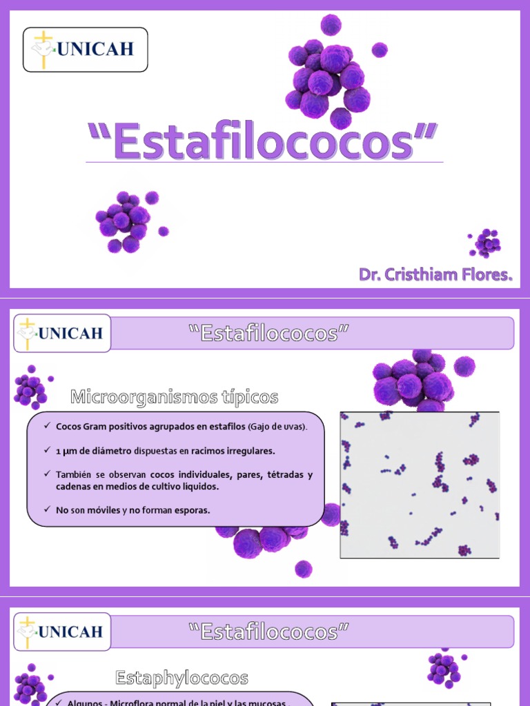 Estafilococos-6 | PDF | Staphylococcus Aureus | Bacterias Gram-negativo