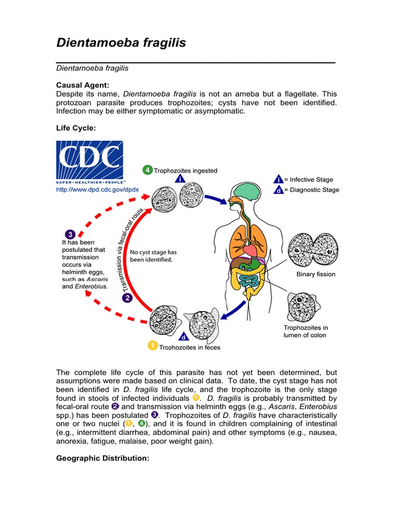 Dientamoeba Fragilis | PDF | Immunology | Medicine