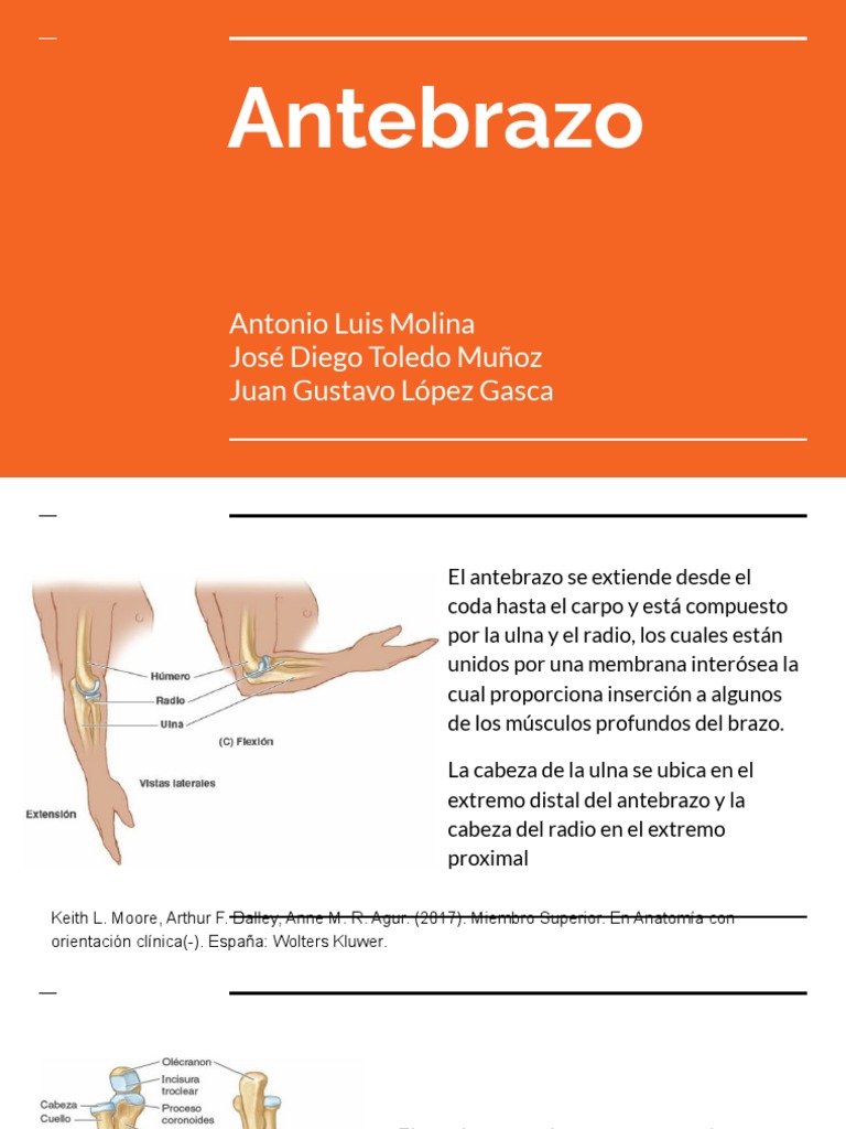 Anatomía del Antebrazo: Estructura y Función | PDF | Mano | Codo
