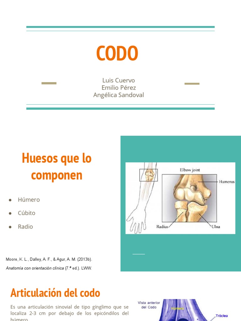 CODO | Descargar gratis PDF | Codo | Articulación