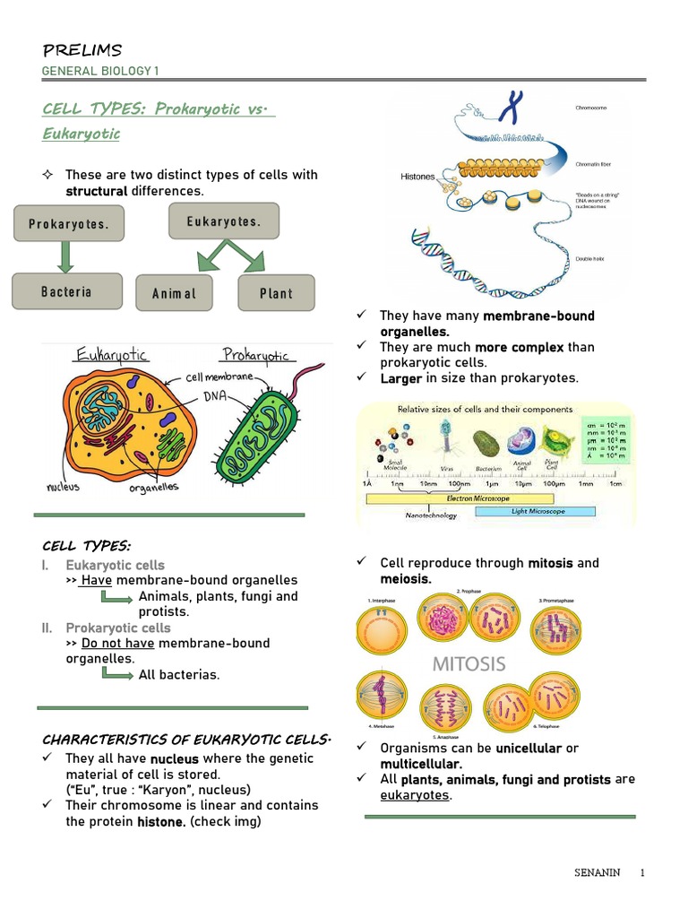 Cell Types Animal Tissue Reviewer | PDF | Epithelium | Cell (Biology)