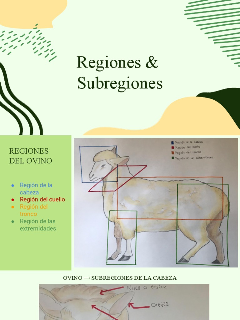 Actividad 1.2 Subregiones | PDF | Anatomía | Anatomía humana