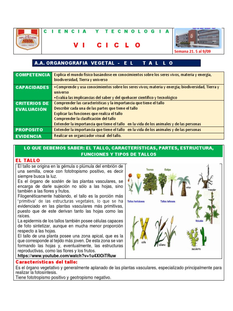 C.T.1° y 2°. A.A.21. EL TALLO | PDF | Tallo de la planta | Hoja