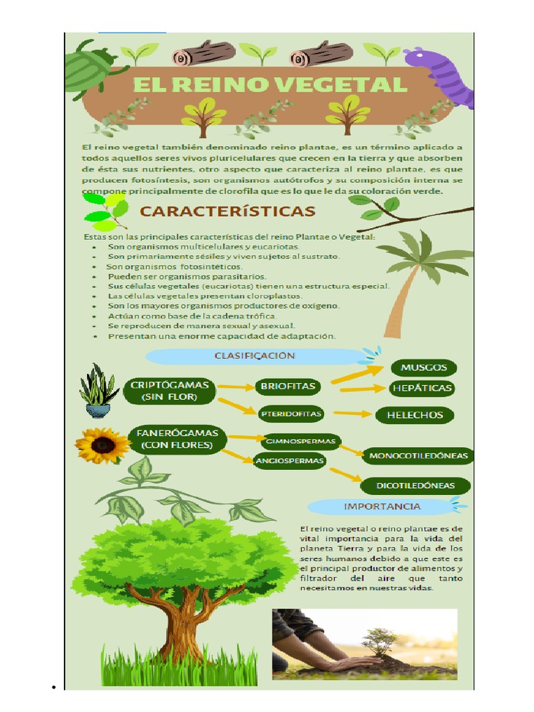 Reino Vegetal | PDF