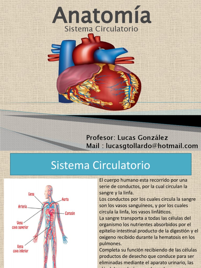 17 Sistema Circulatorio Pdf Sistema Circulatorio Vena
