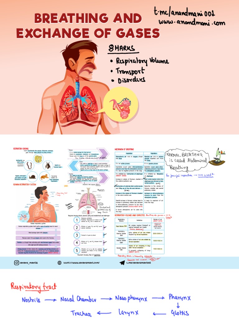 Breathing and Gas Exchange Overview | PDF | Respiratory Tract | Lung