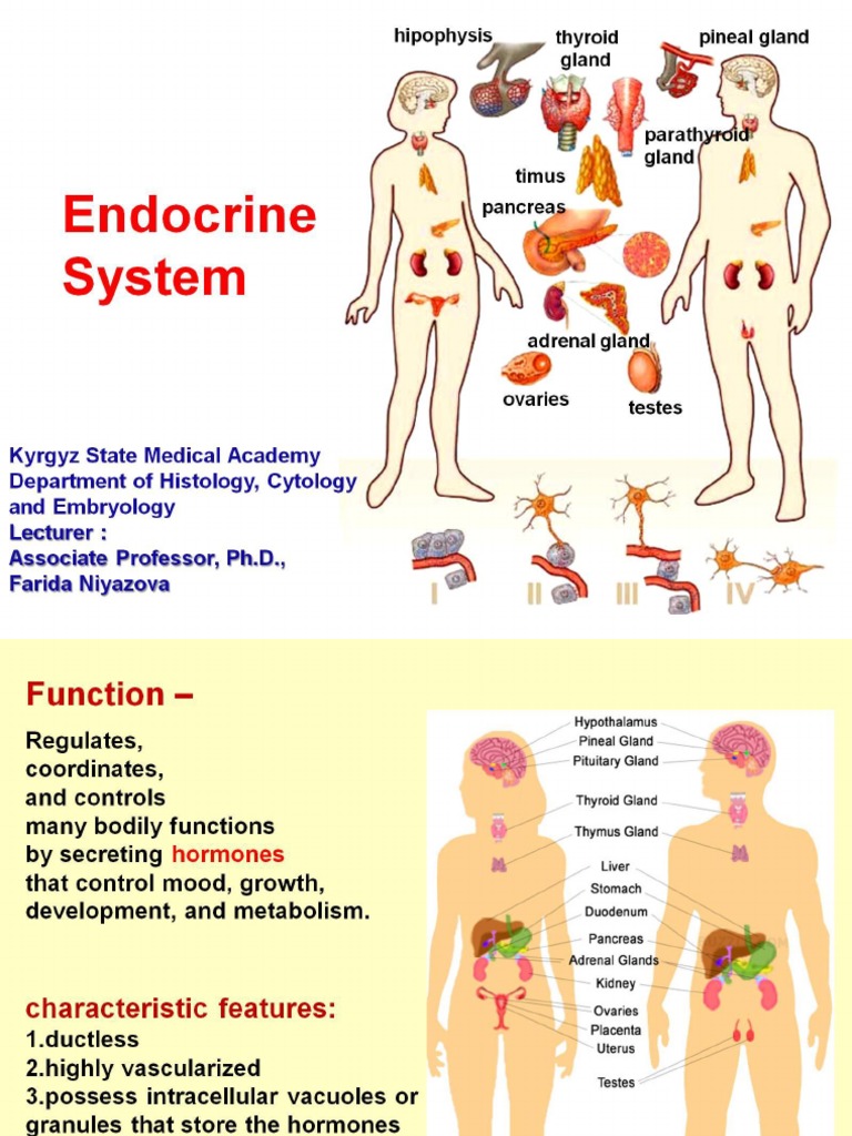 Endocrine System | PDF