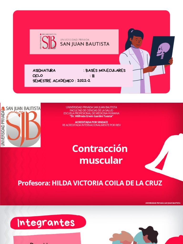 Fases y Mecanismos de Contracción Muscular | PDF | Contracción muscular ...