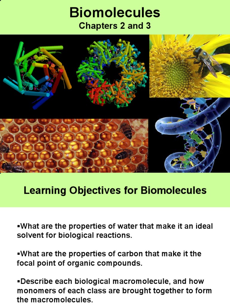 Bio Molecules Lectures | PDF | Rna | Chemical Polarity