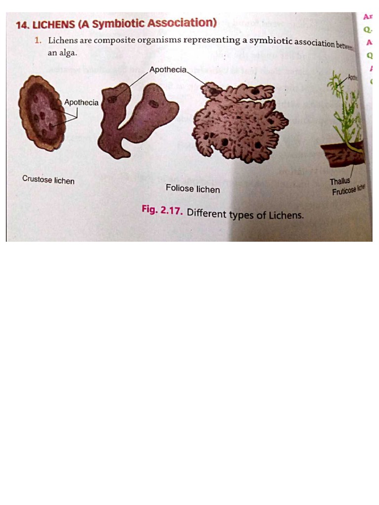 Class 12 Practical Lichen, Nodules & Cuscuta | PDF