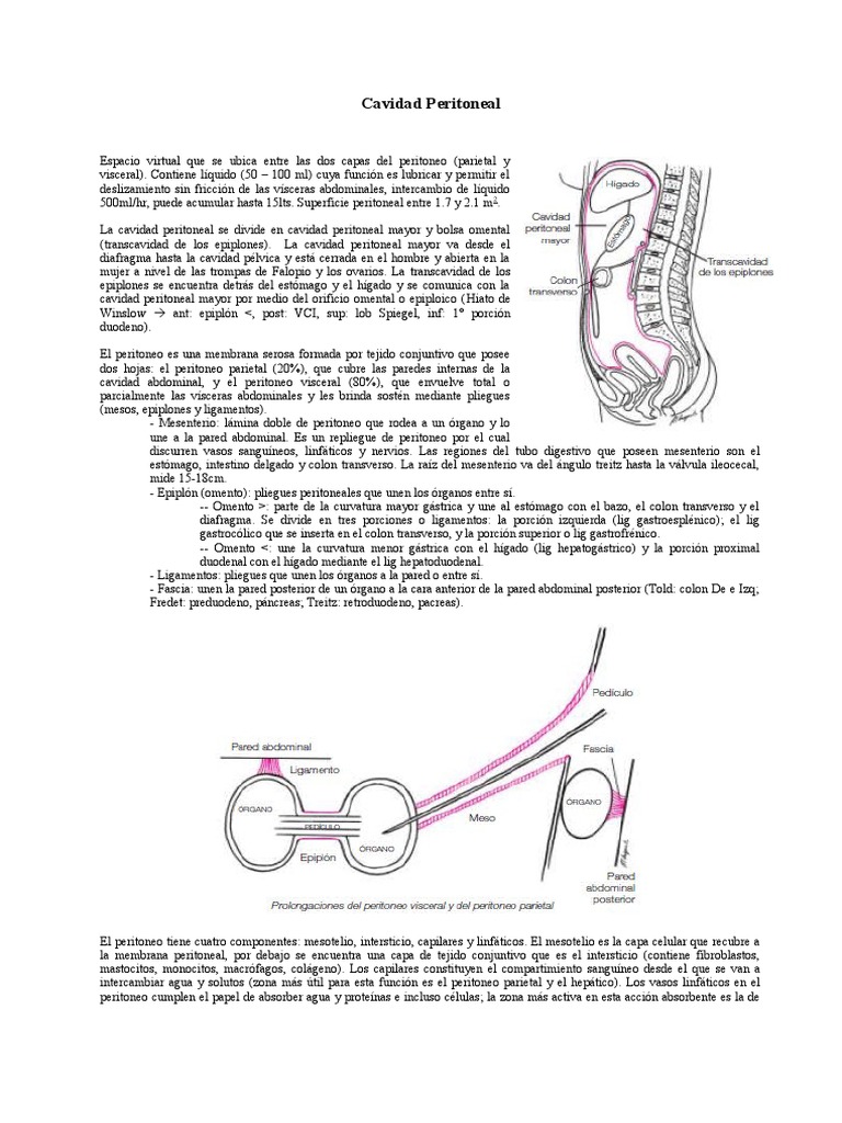 Cavidad peritoneal: espacio virtual entre las dos capas del peritoneo ...