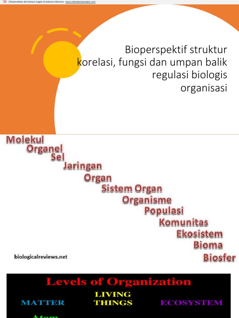 (ENG) Bioperspektif Korelasi Struktur, Fungsi Dan Regulasi Umpan - En.id | PDF