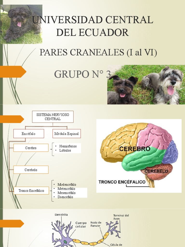 Pares Craneales Def | PDF | Anatomía humana | Cabeza y cuello humanos