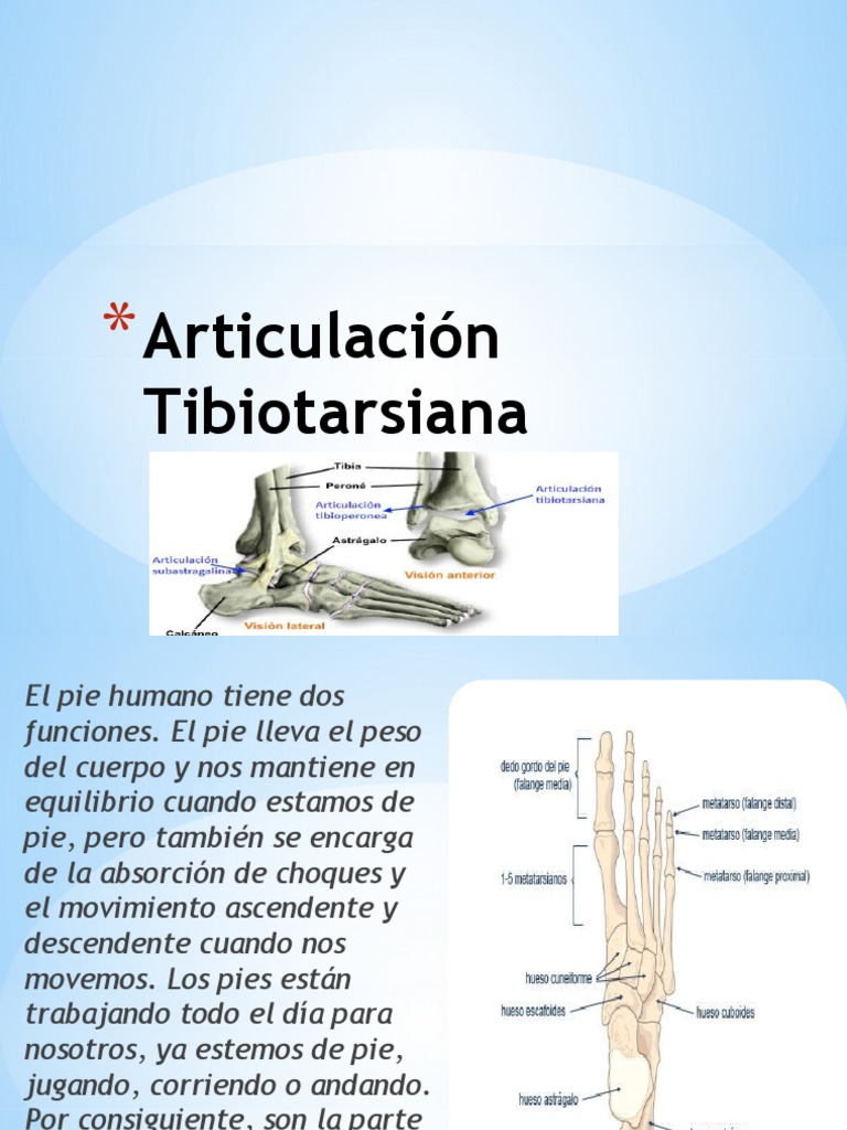 Articulacion Tibiotarsiana | PDF | Articulación | Pie