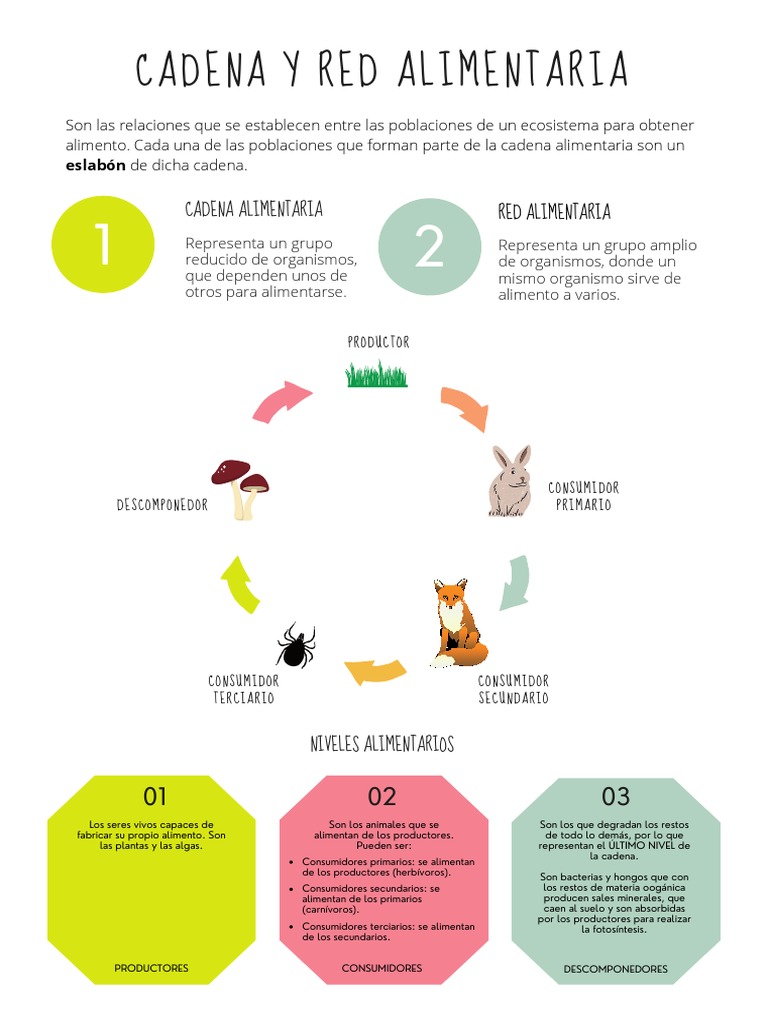 Cadena y Red Alimentaria en Ecosistemas | PDF | Tecnología Ambiental ...