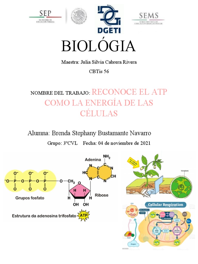 Atp Como La Energía de Las Células | Descargar gratis PDF | Respiración celular | Trifosfato de ...