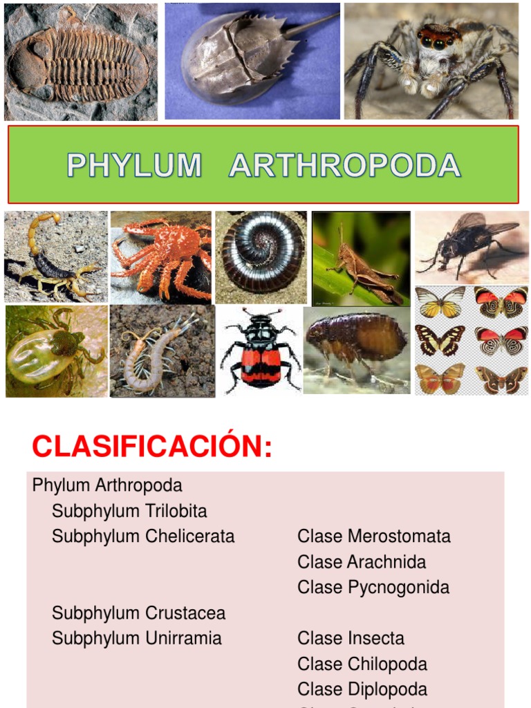 Subphylum Chelicerata | PDF | Taxa | Primeras apariciones paleozoicas