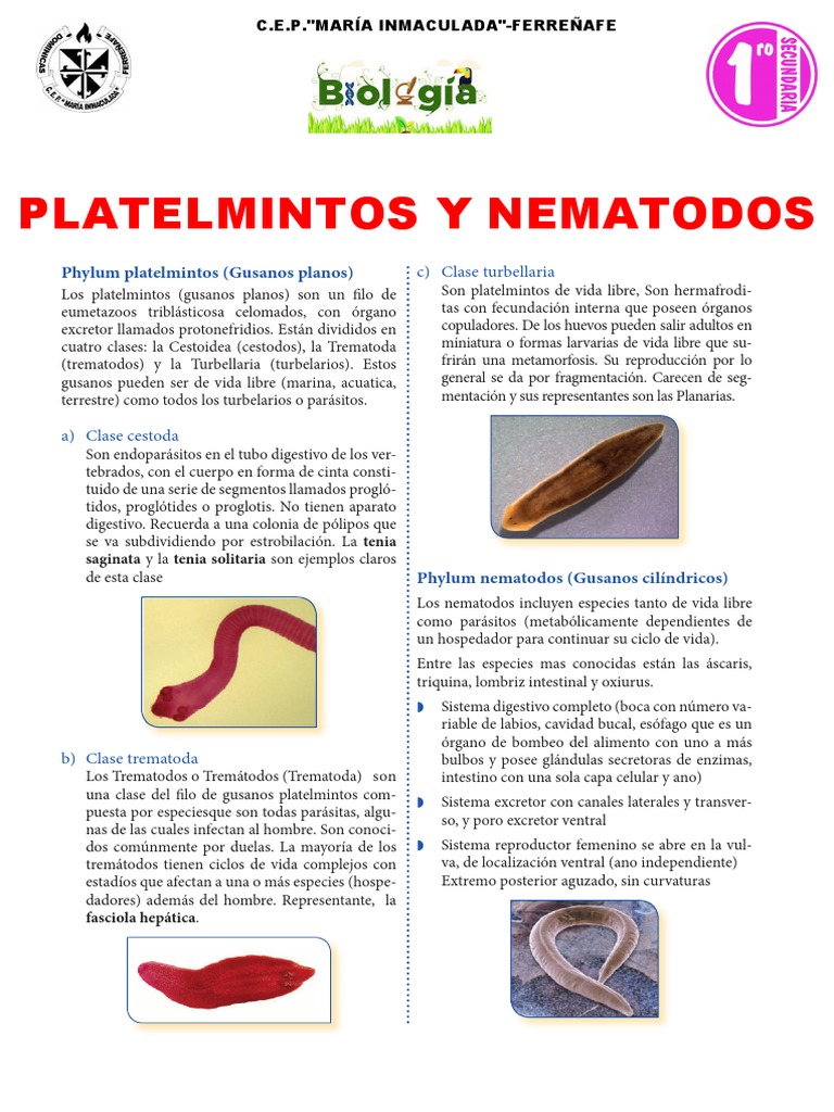 1°sec-Platelmintos y Nematodos | PDF | Nematodo | Biología