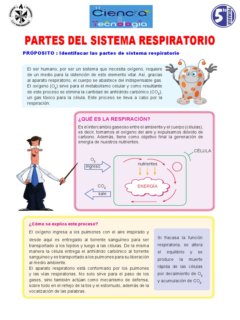 5°primaria - Partes Del Sistema Respiratorio | PDF | Respiración ...