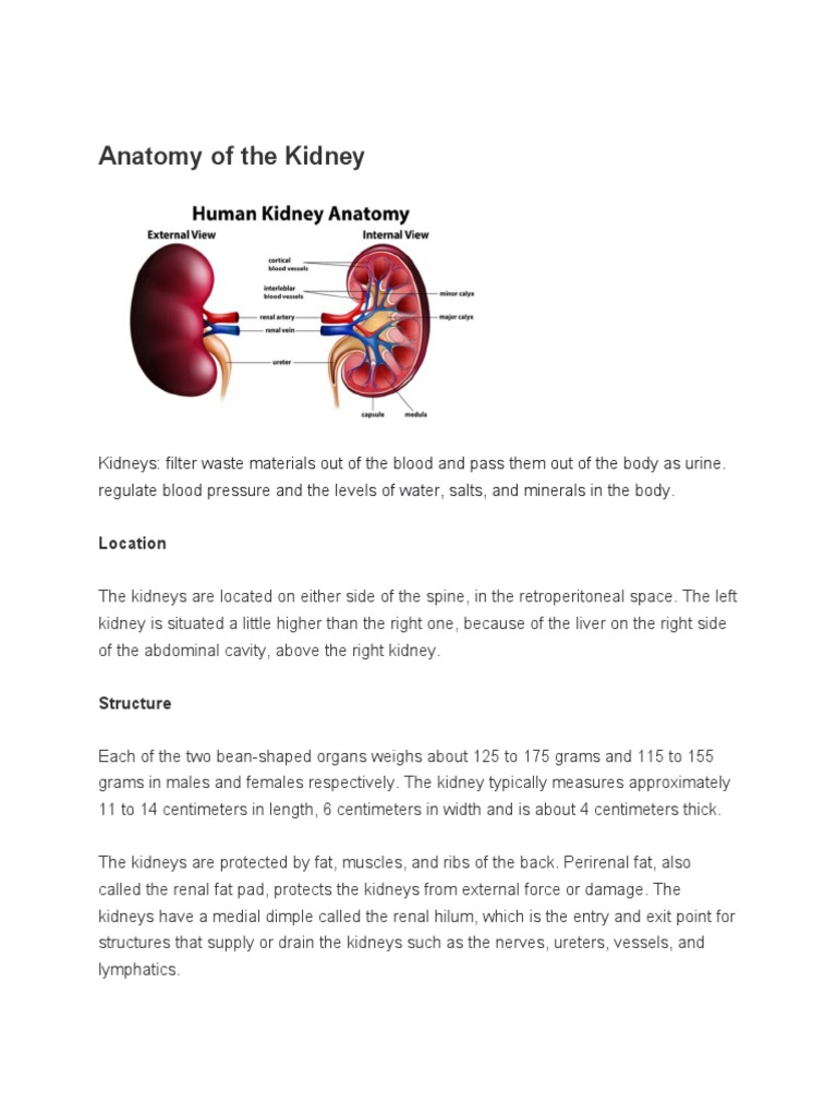 Anatomy of The Kidney | PDF | Kidney | Heart
